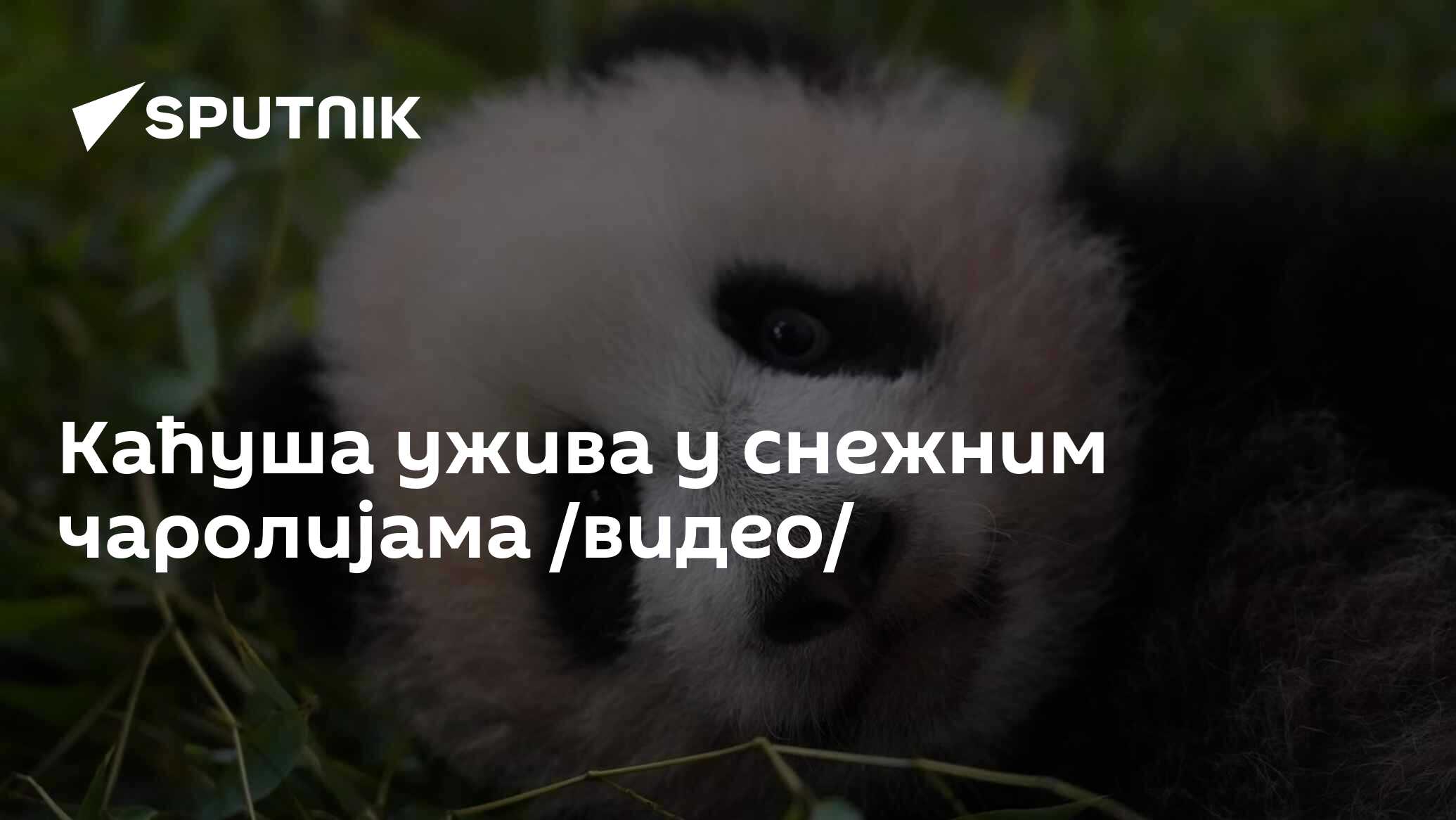 Каћуша ужива у снежним чаролијама /видео/ - 19.12.2024, Sputnik Србија