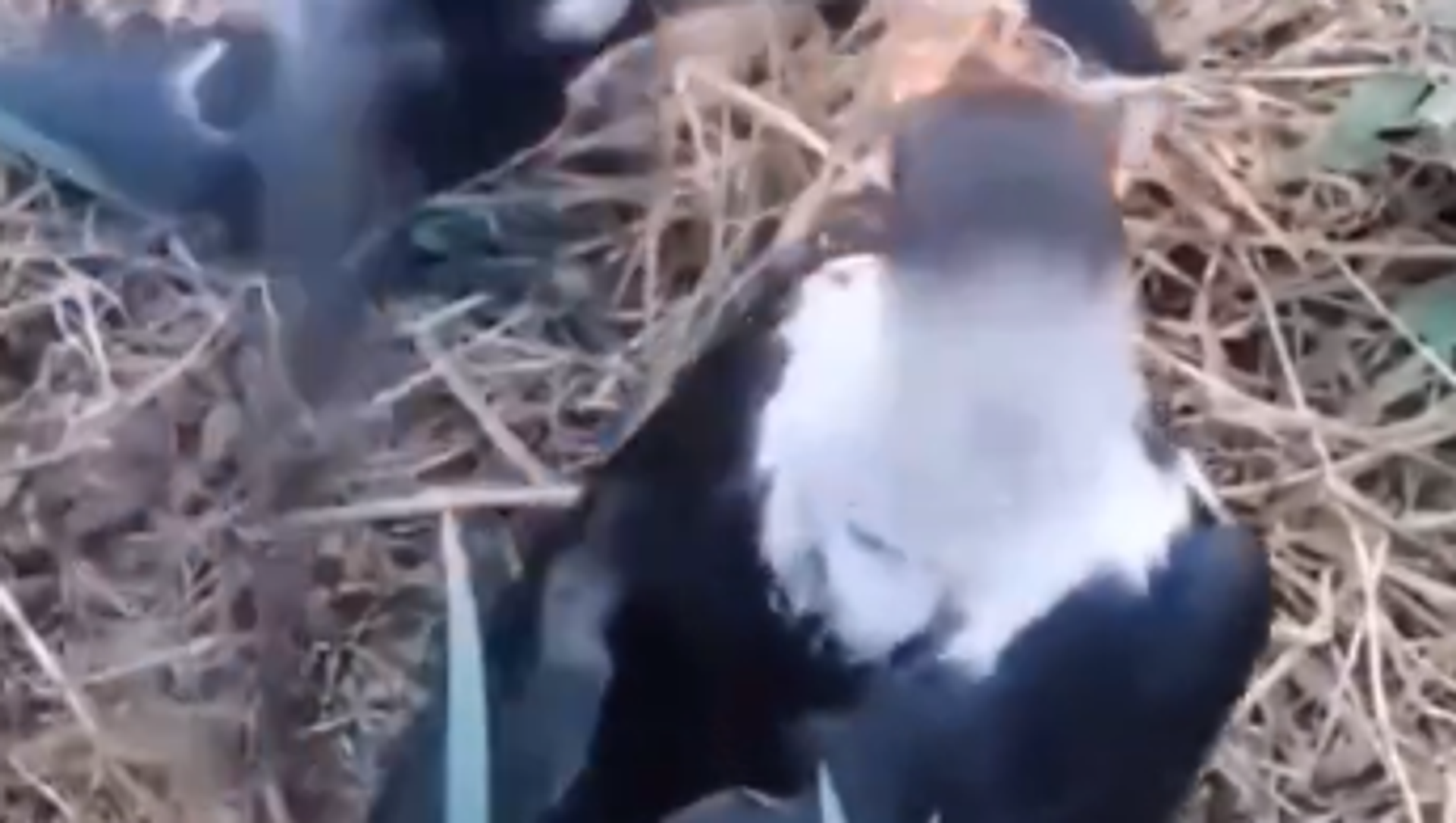 Svrake udruženim snagama spasile gnezdo /video/ - 03.02.2024, Sputnik ...